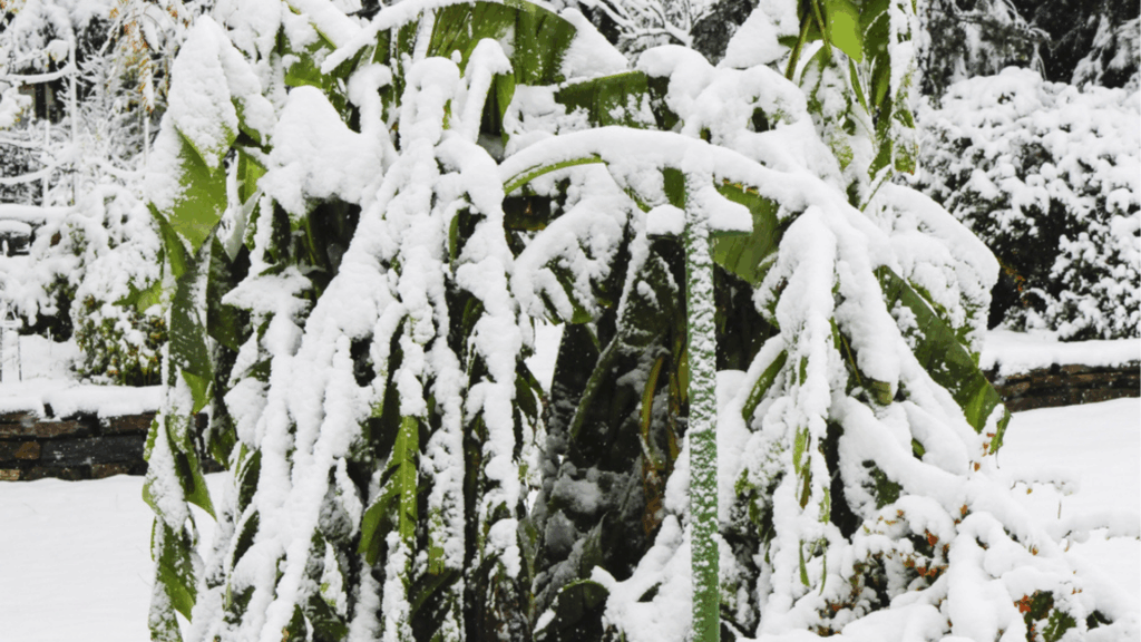 Bananenpalme winterfest machen: So rettet sie sicher durch den ...