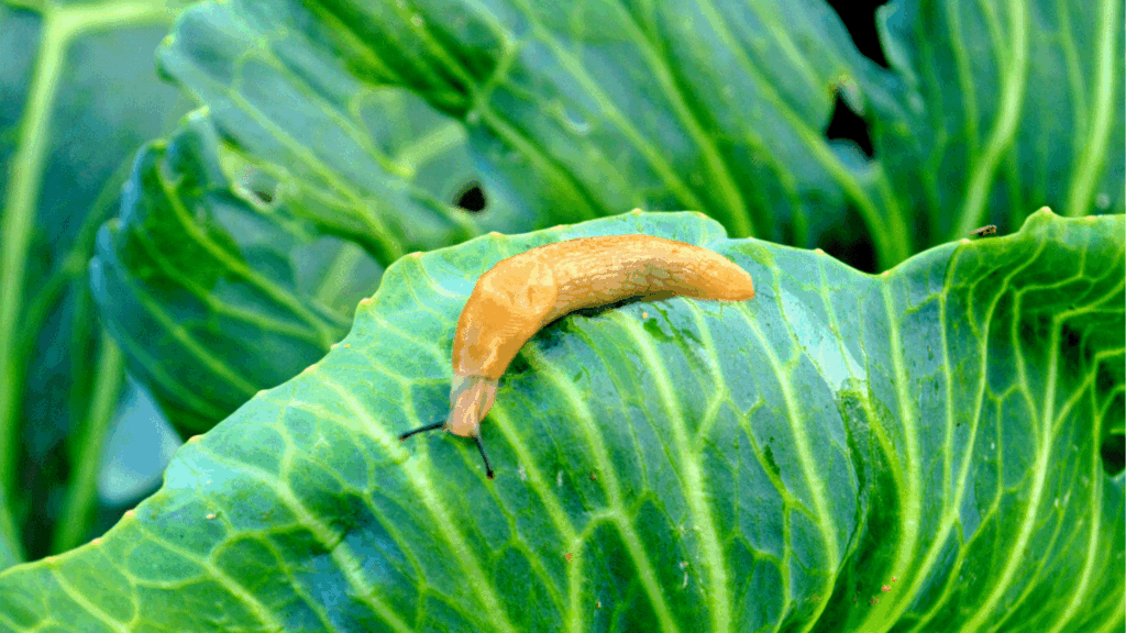 DIY Schneckenschutz für dein Hochbeet – 3 einfache Methoden - Beste ...