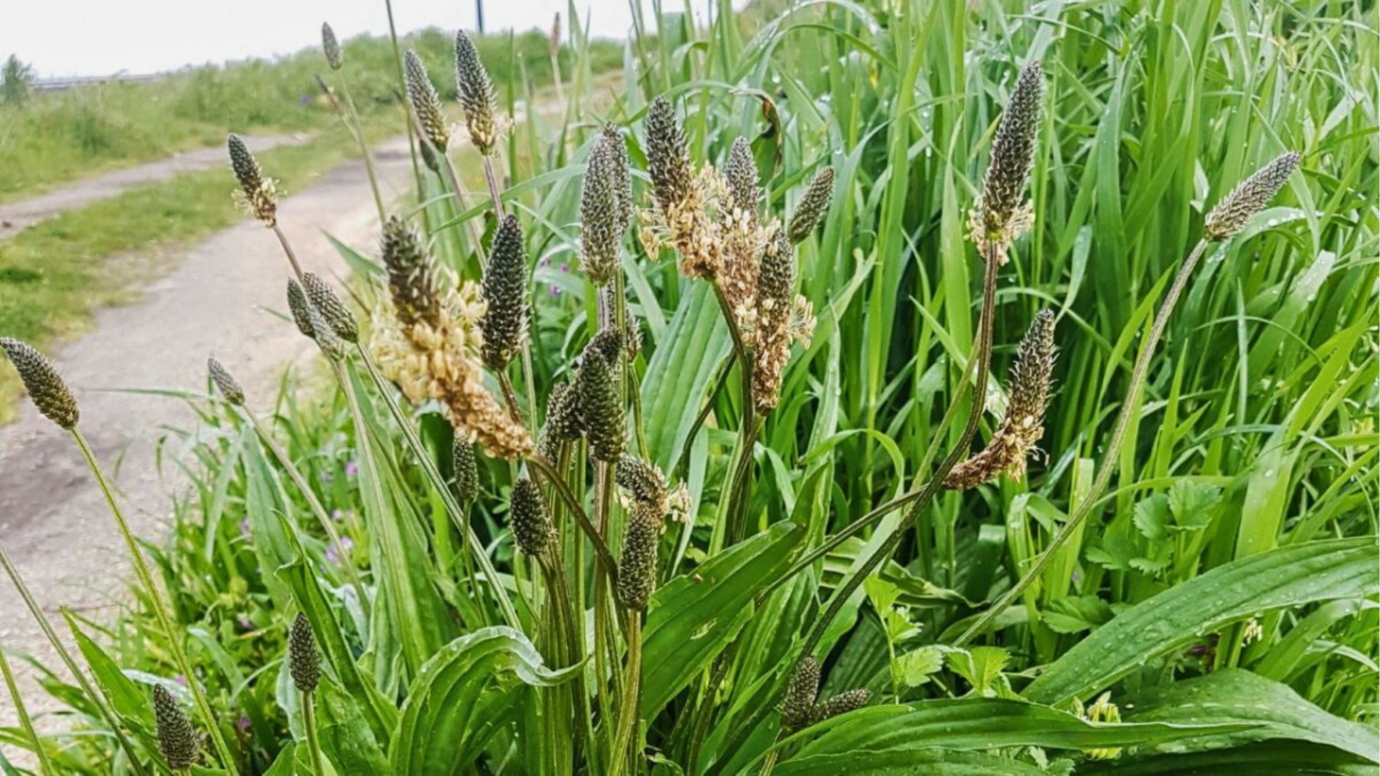 Spitzwegerich (Plantago lanceolata): Die unscheinbare Wildpflanze, die ...