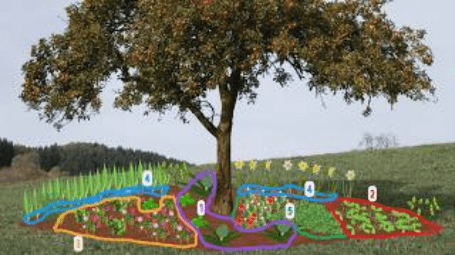 Apfelbaum-Gilde: So unterstützt du deinen Apfelbaum mit Kräutern ...