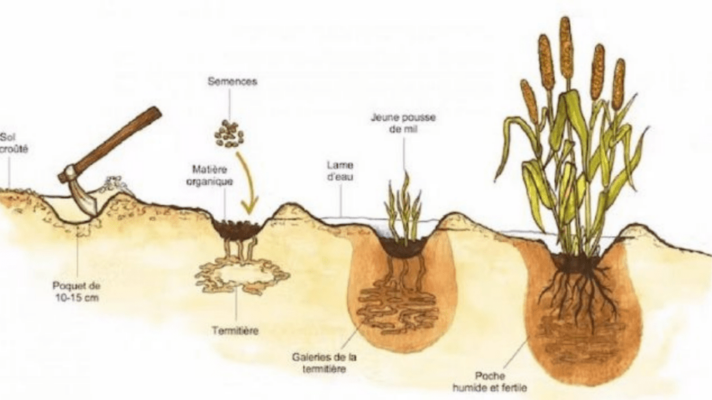 Die Zaï-Methode: Traditionelle Anbaumethode gegen Bodenerosion und ...